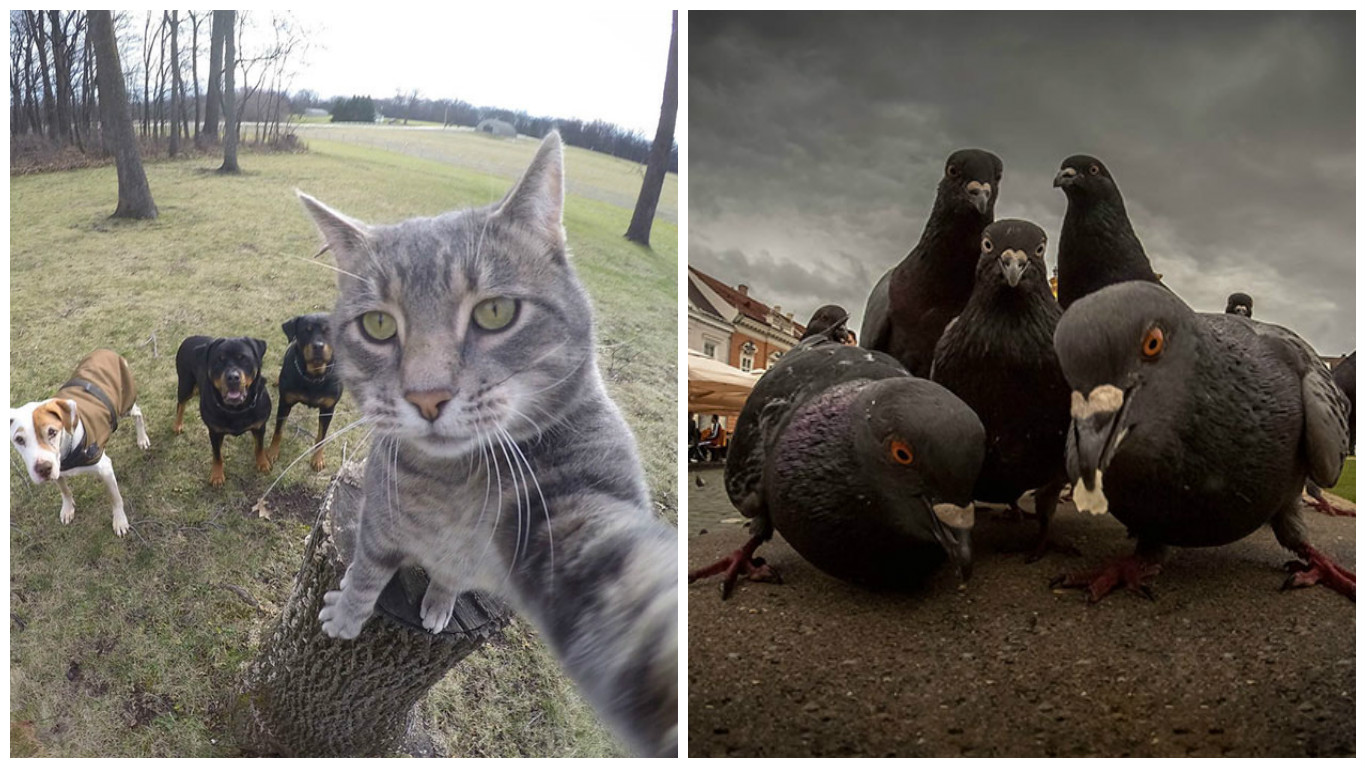 35 super cool fotek zvířátek, která si zamilujete! – G.cz