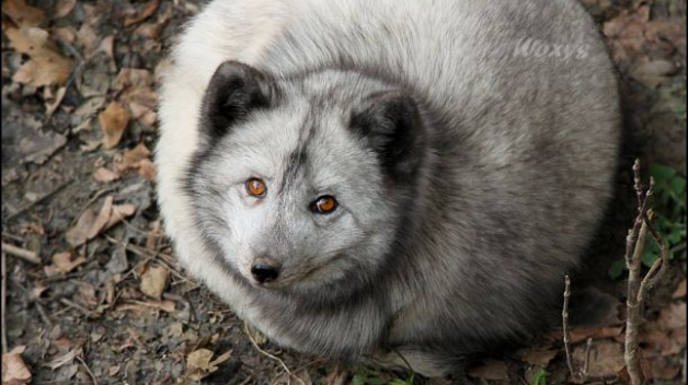 liška stříbrná – G.cz