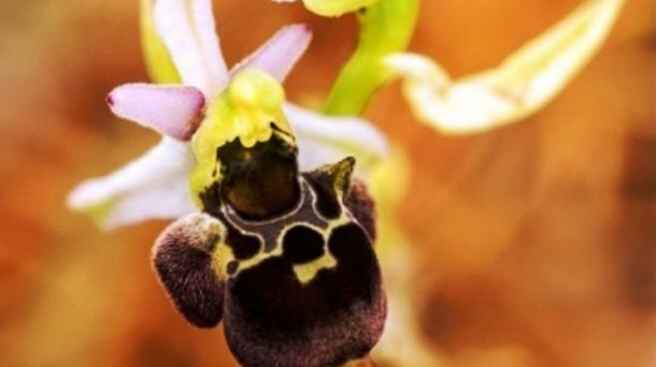 8 našich nejkrásnějších divokých orchidejí – G.cz