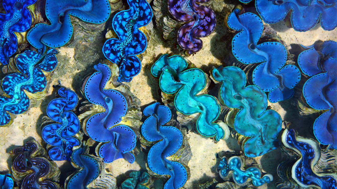 Modrá je dobrá: 15 nejzajímavějších fotek modrých věcí, lidí a zvířat ...