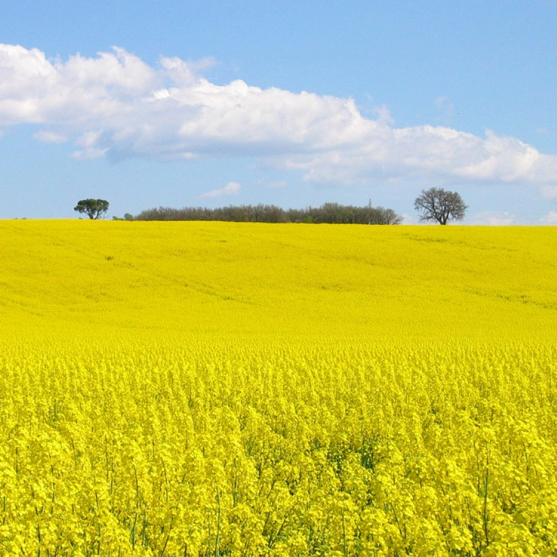 Babiš bojuje za práva řepky: Do pohonných hmot jde jen třetina, zbytek ...